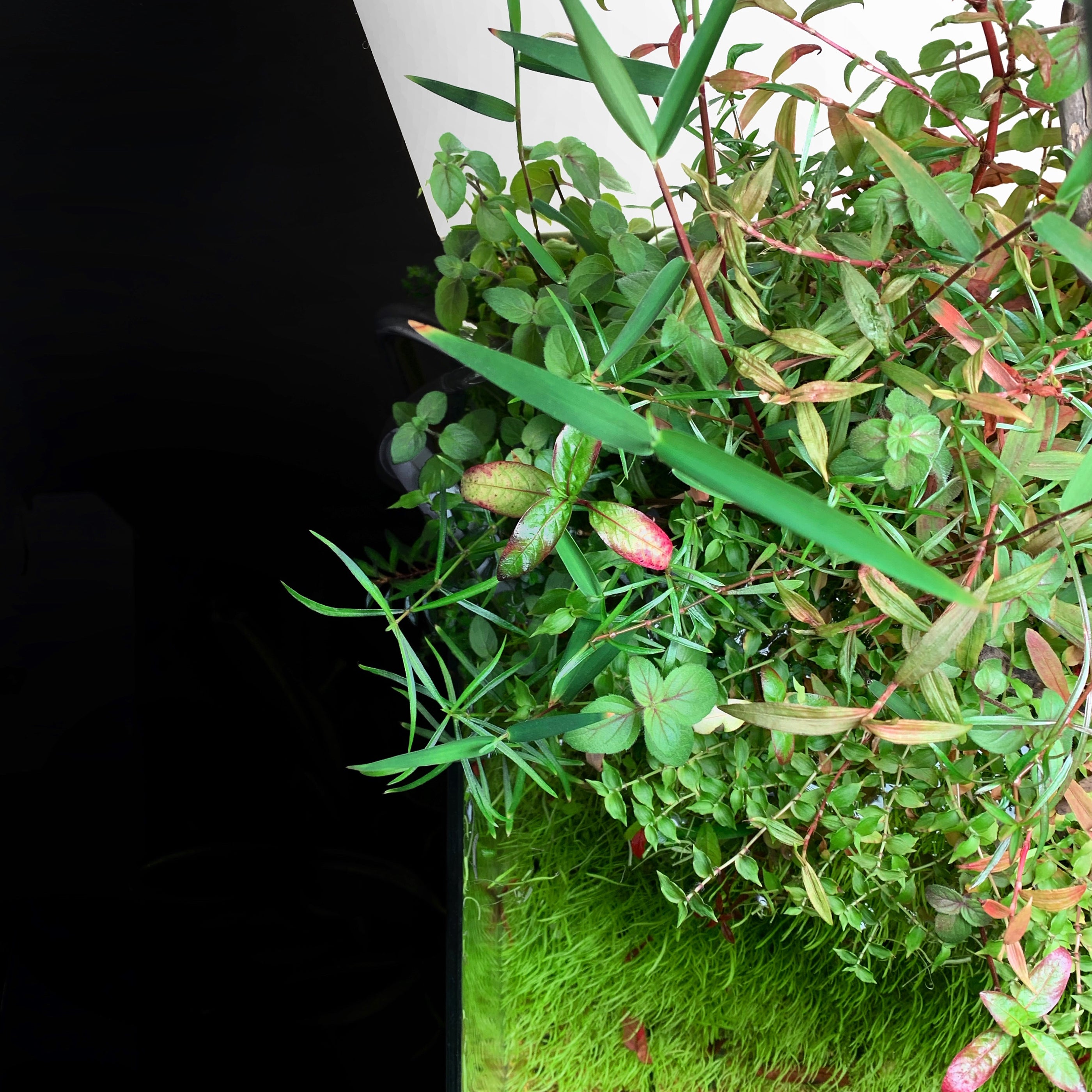 Aquascaping Guides & Planted Tank Tips - Buce Blog — Page 6 — Buce Plant