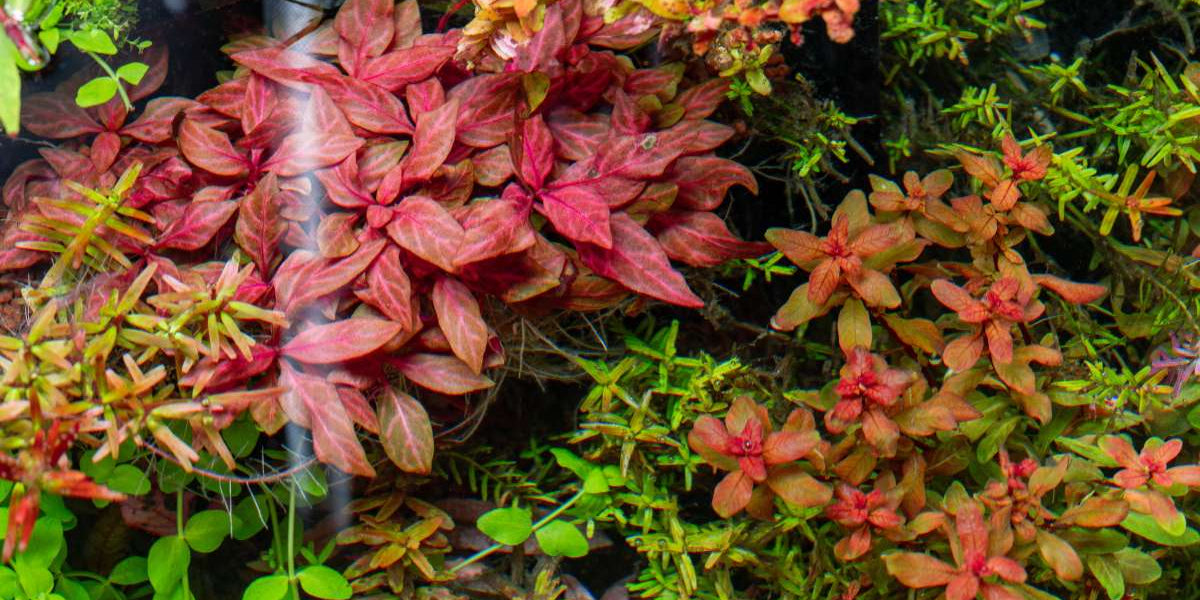How To Trigger Color Changes in Red Aquatic Plants — Buce Plant