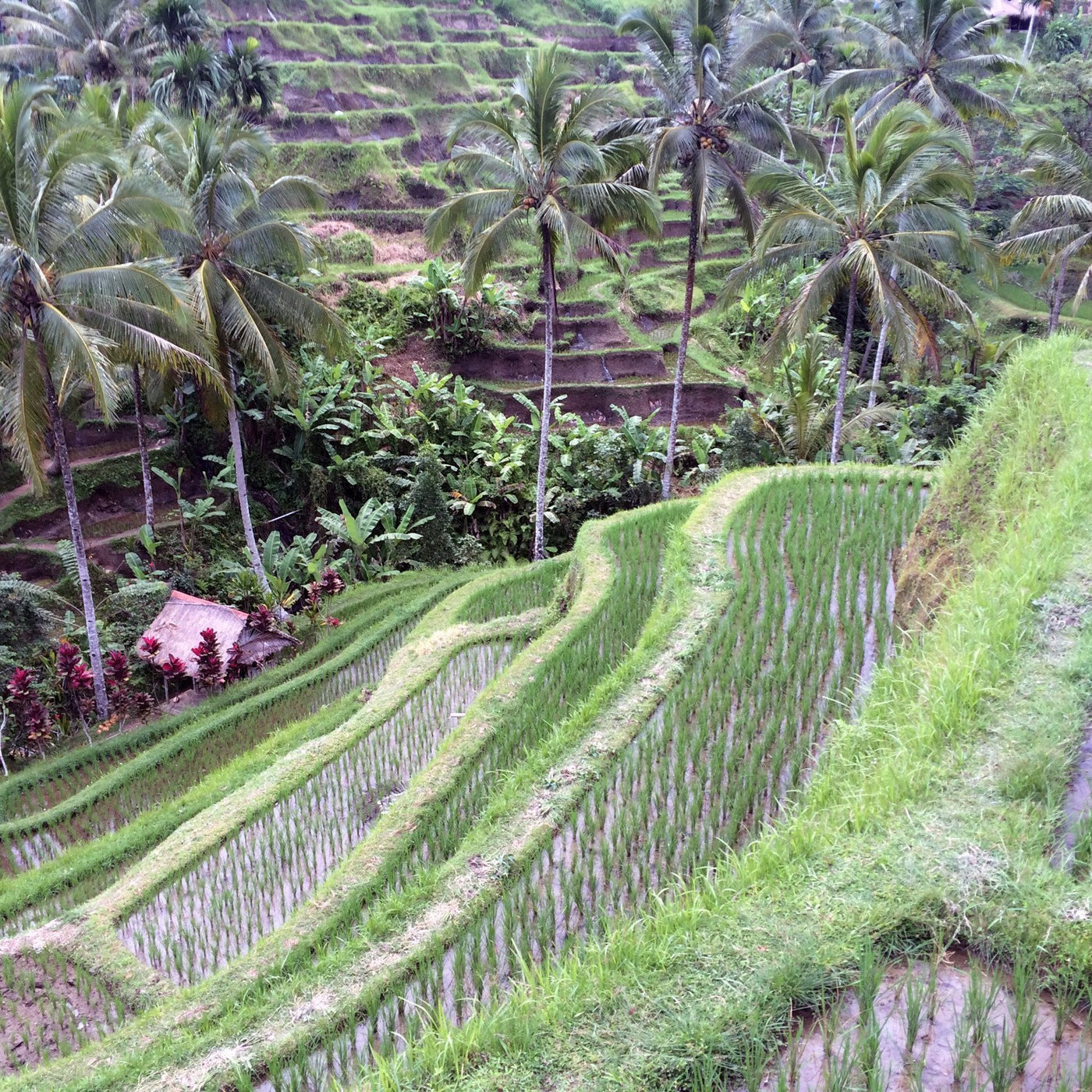 Aquascaping Guides & Planted Tank Tips - Buce Blog — Page 16 — Buce Plant