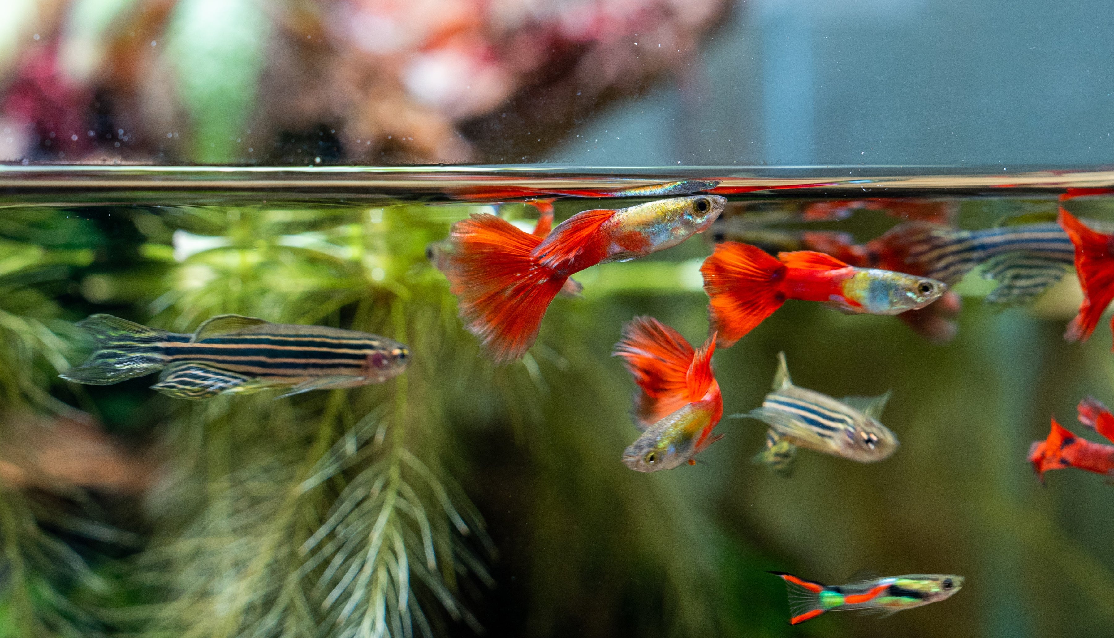 Top 10 Fish for a Community Tank — Buce Plant