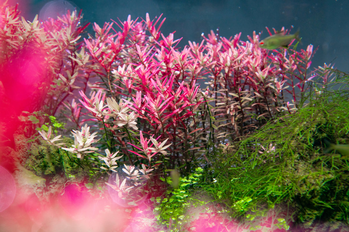 Top 10 Fast-Growing Plants to Combat Algae — Buce Plant