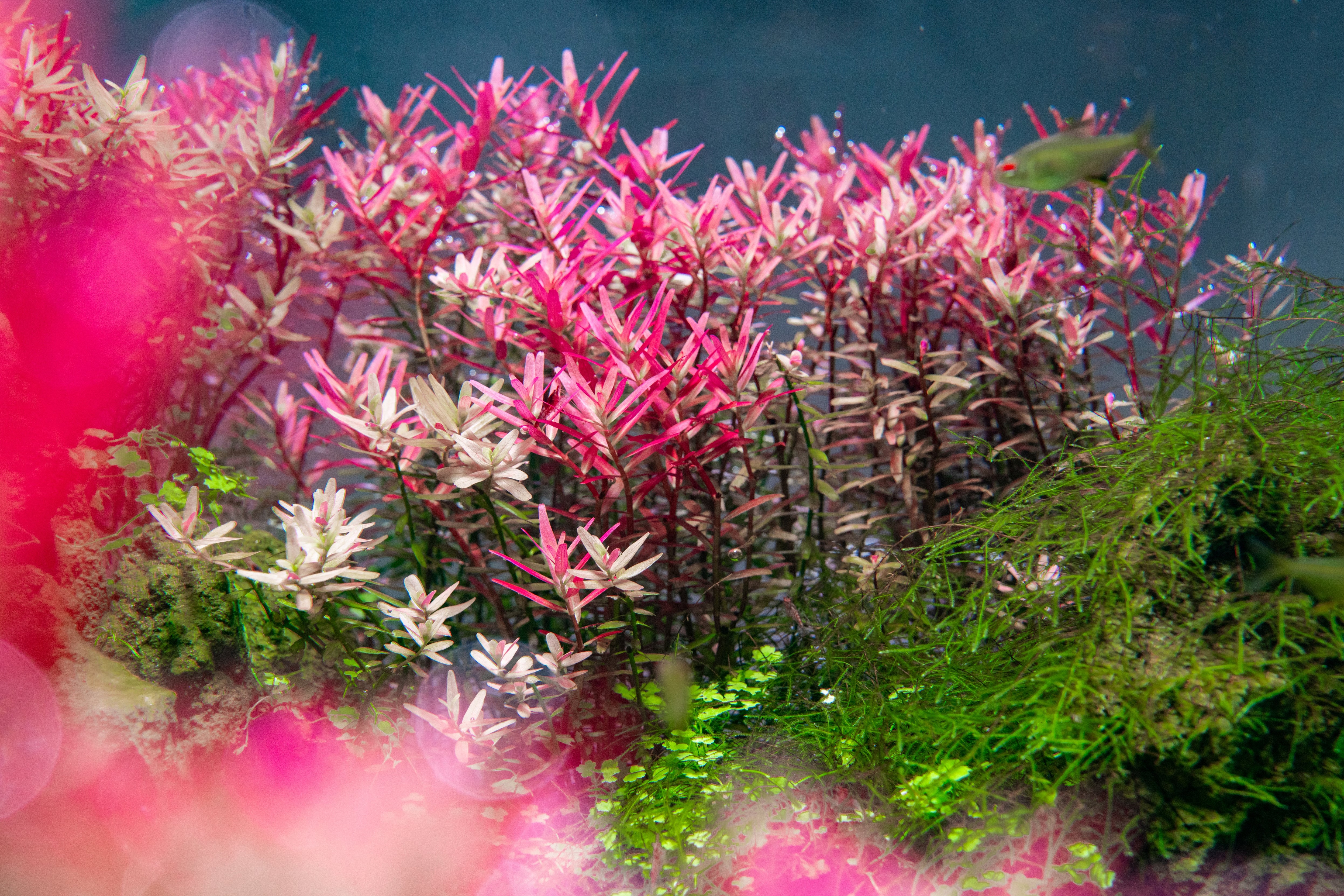 Top 10 Fast-Growing Plants to Combat Algae — Buce Plant