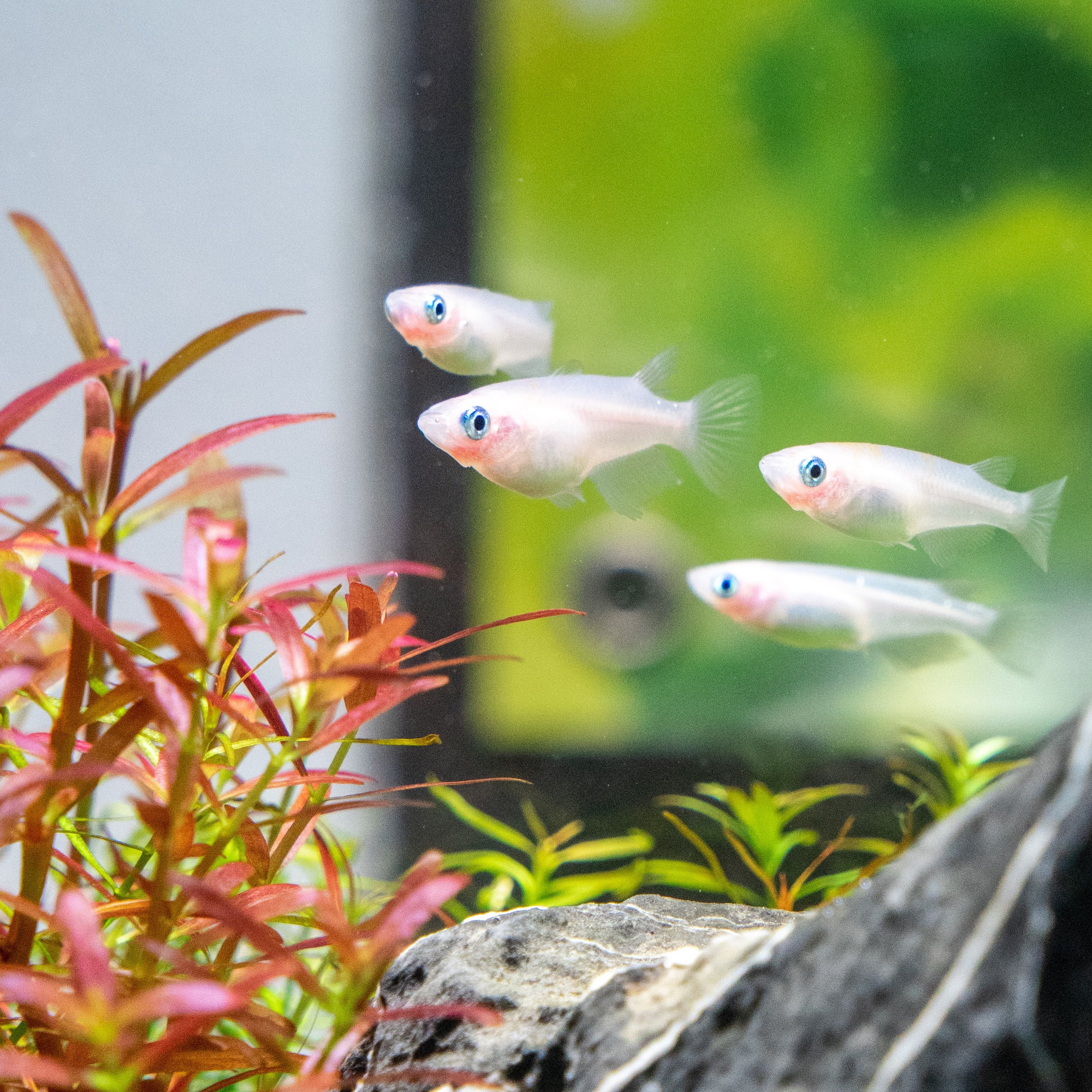 Aquascaping Guides & Planted Tank Tips - Buce Blog — Page 4 — Buce Plant