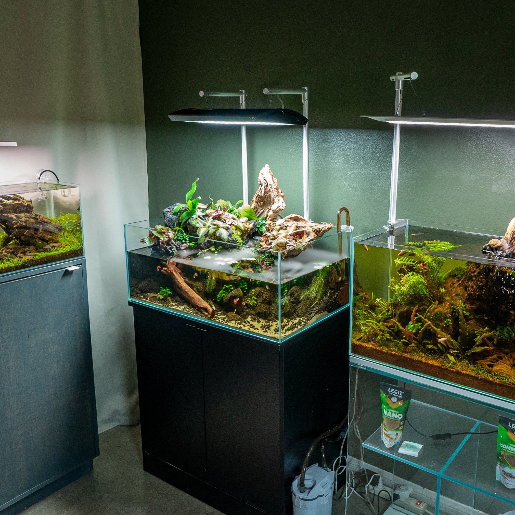 Aquascaping Guides & Planted Tank Tips - Buce Blog — Buce Plant