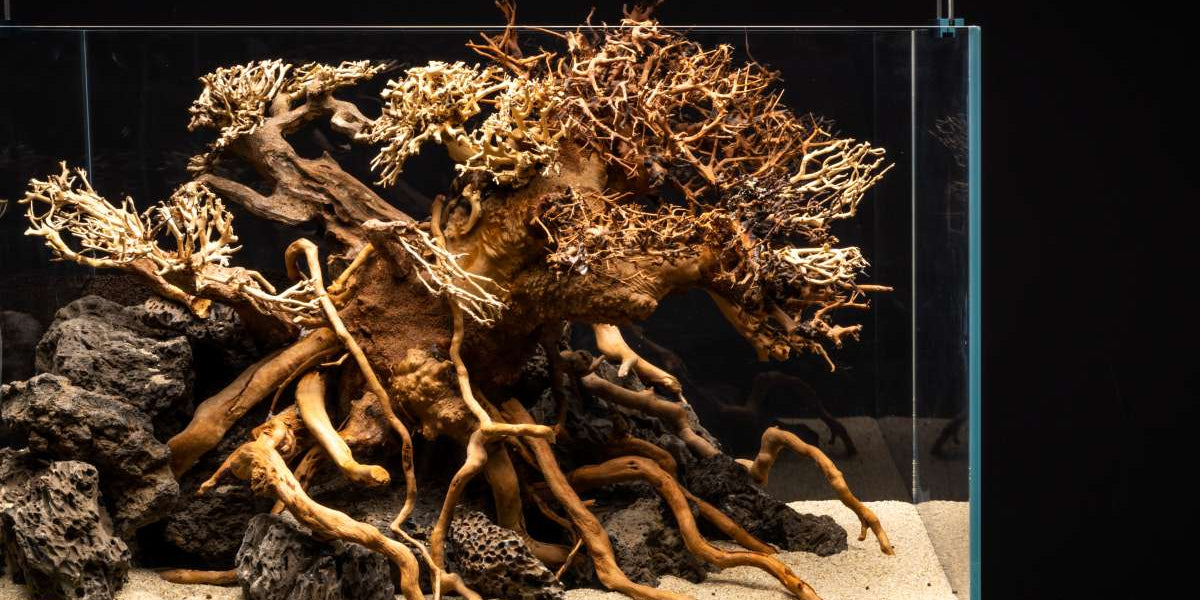 How To Use a Bonsai Tree in Your Aquascape — Buce Plant