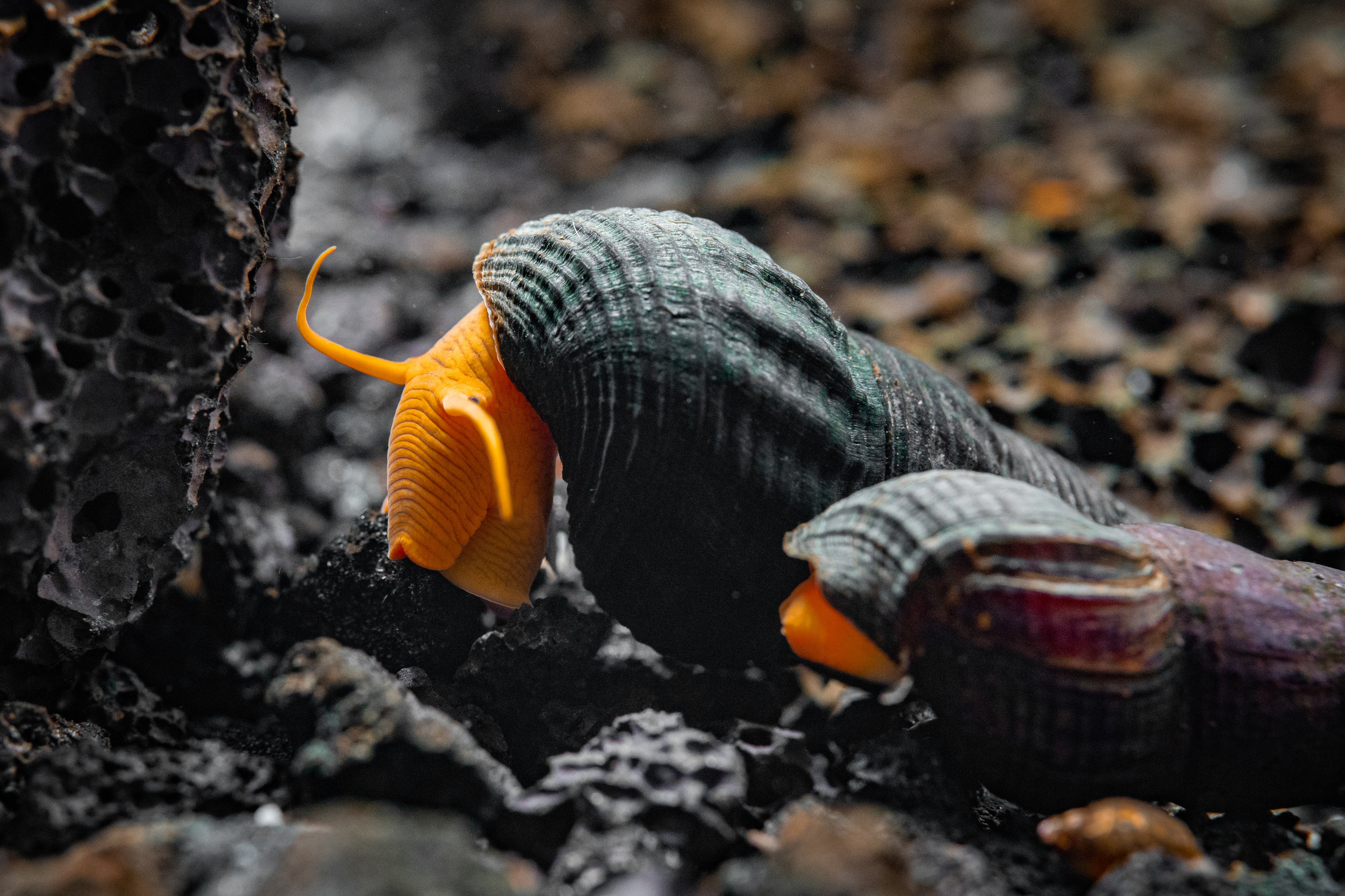 Rabbit Snail Care Guide: Tank Requirements, Feeding, Tankmates & More ...