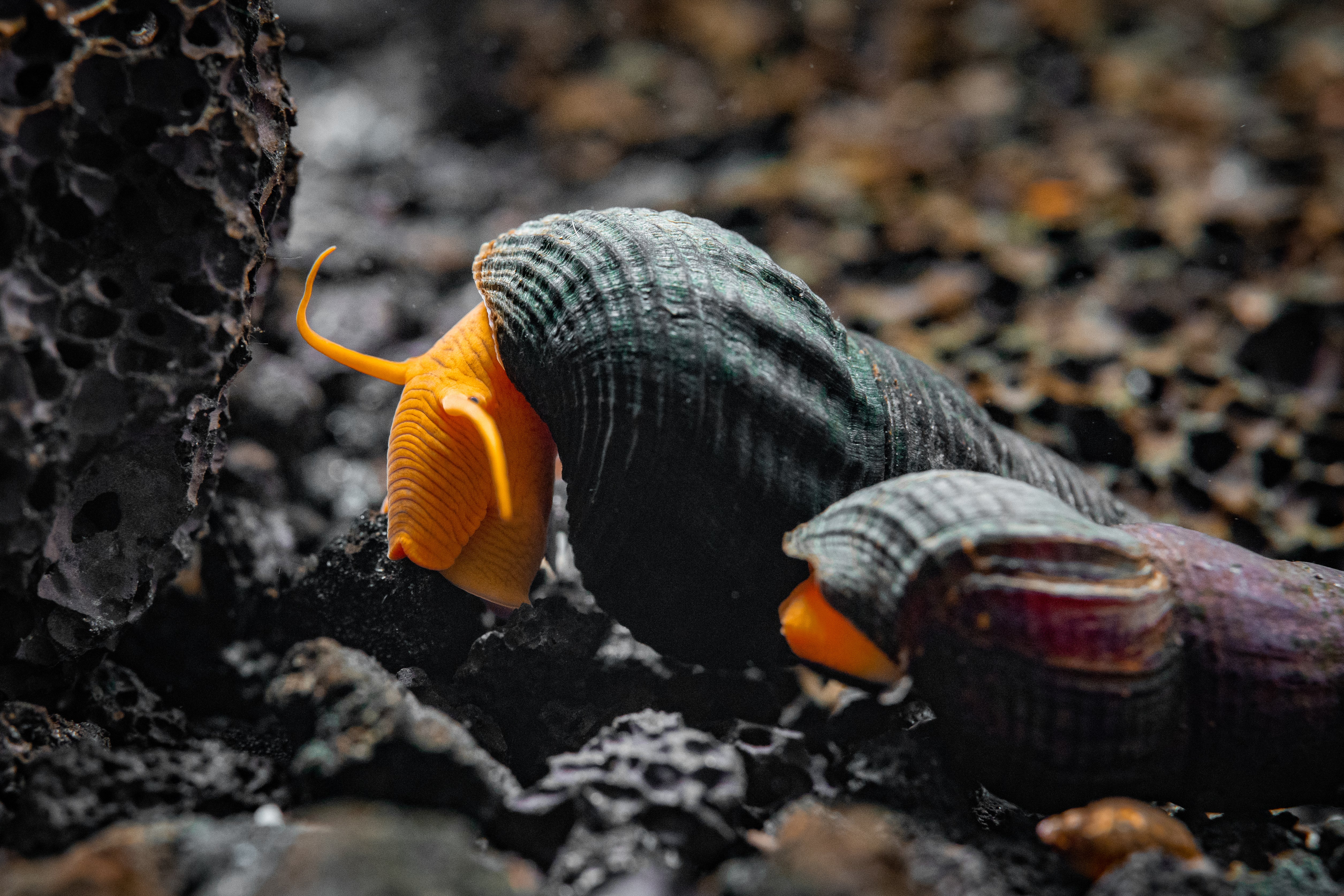 Rabbit Snail Care Guide: Tank Requirements, Feeding, Tankmates & More ...