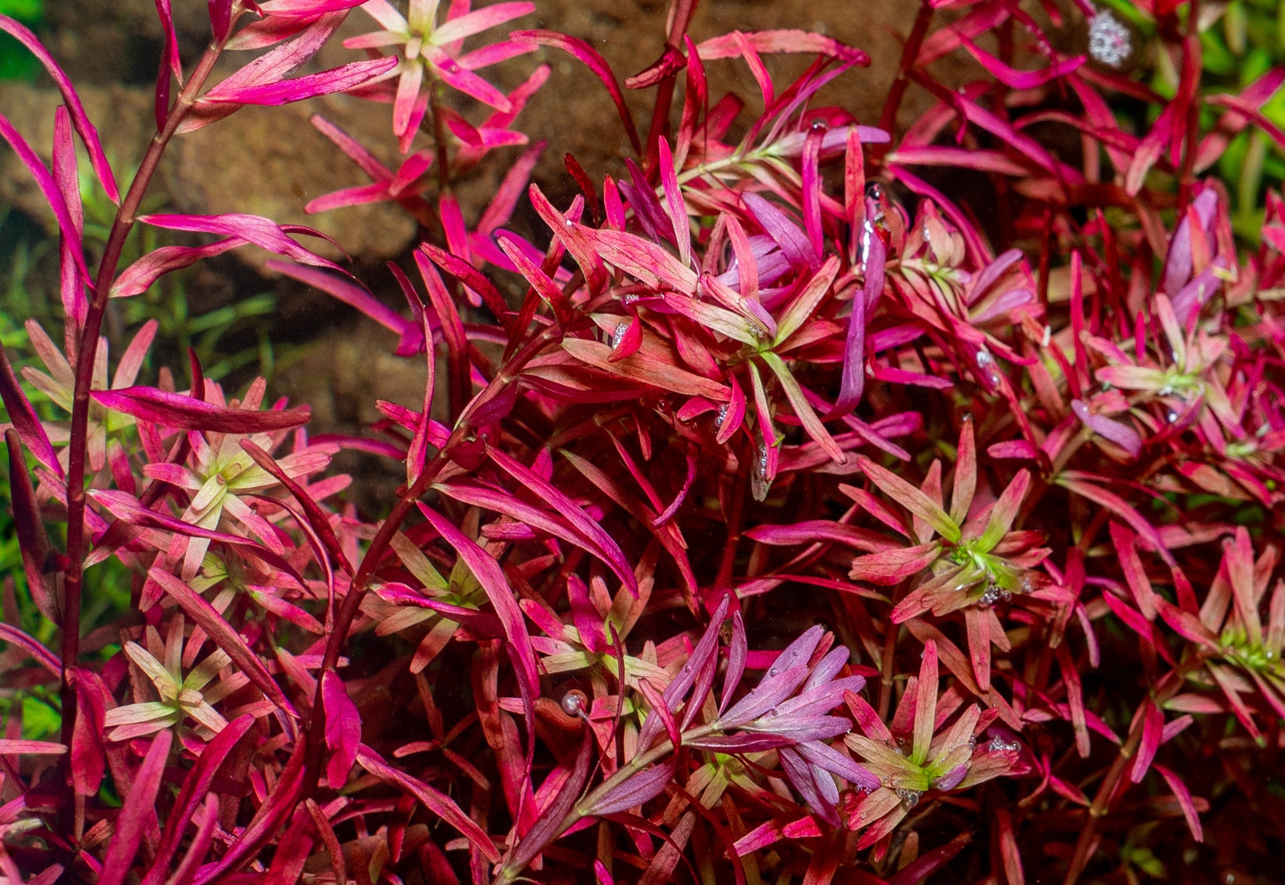 Top 10 Stem Plants for a Planted Aquarium — Buce Plant