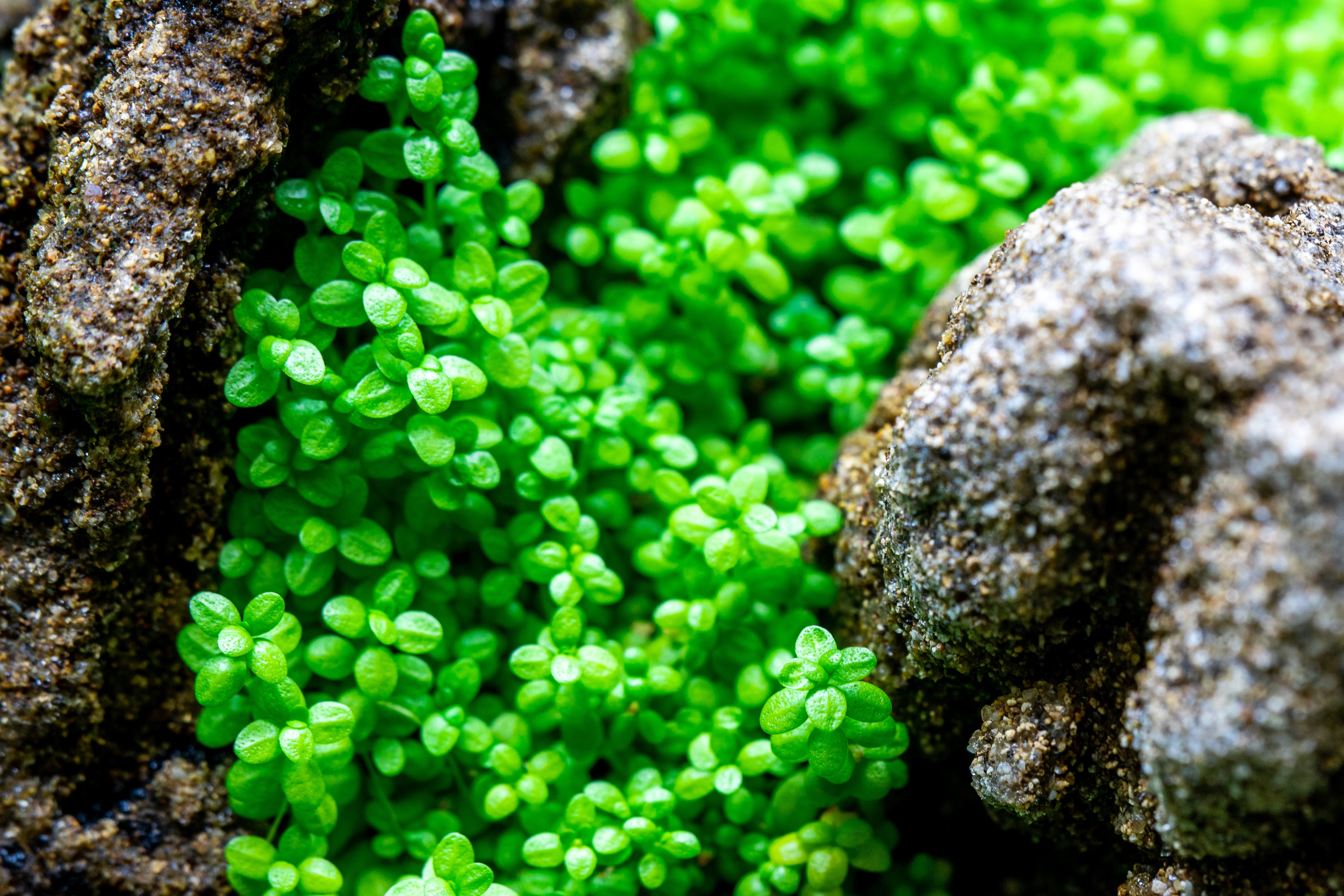 How To Grow Carpeting Plants in Any Type of Aquarium — Buce Plant