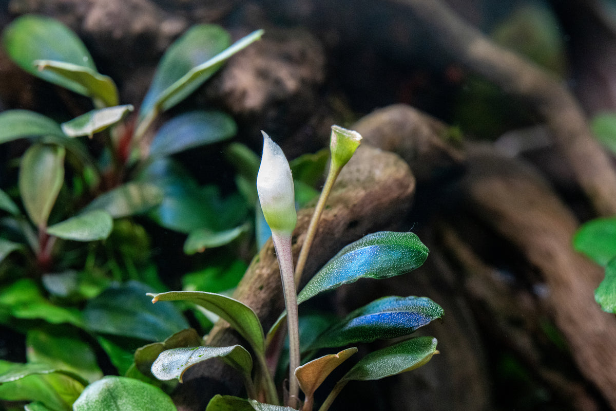 Sustainable Bucephalandra Harvesting: Balancing Conservation & Commerc ...