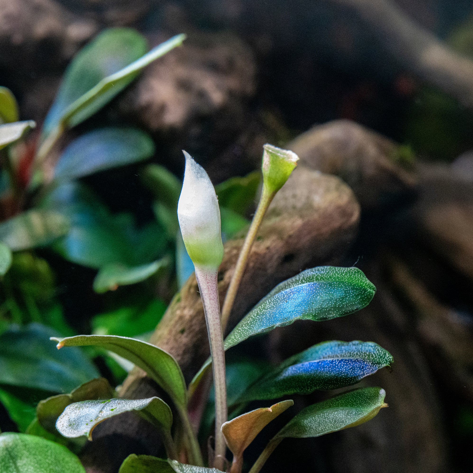 Aquascaping Guides & Planted Tank Tips - Buce Blog — Page 2 — Buce Plant
