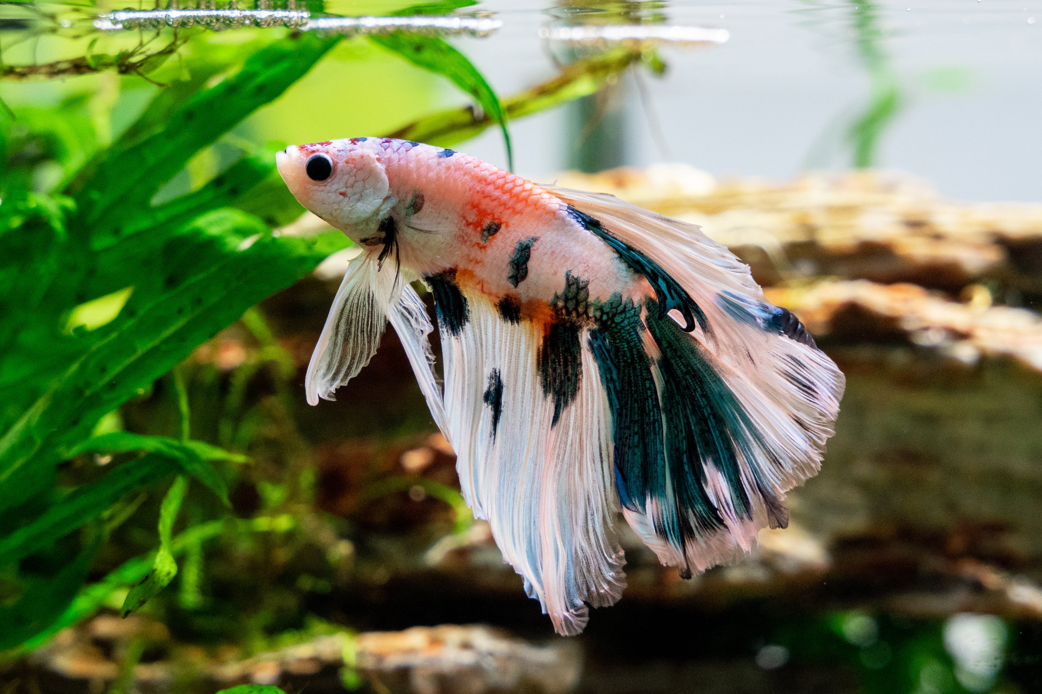 9 Best Aquatic Plants for a Planted Betta Tank — Buce Plant