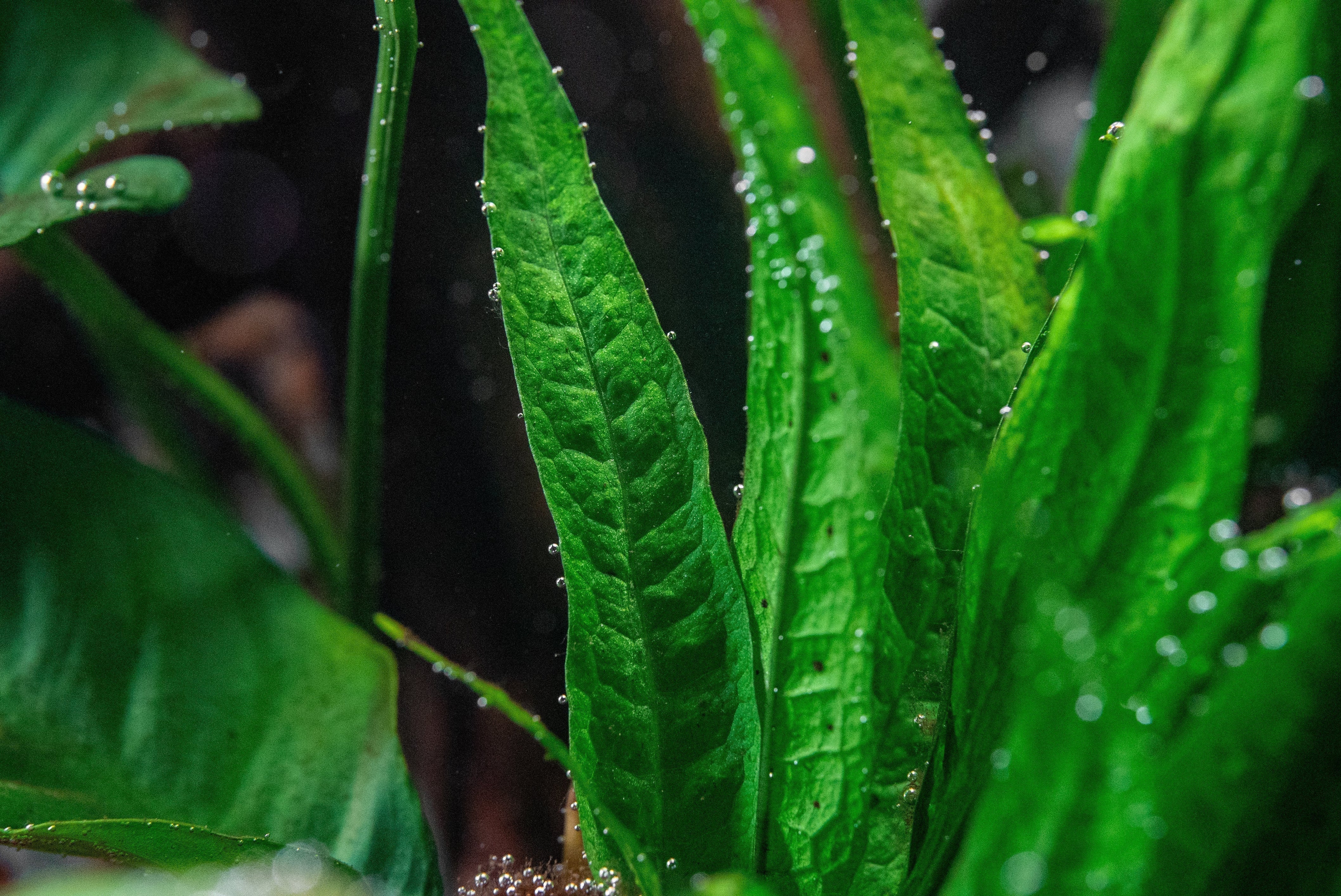 Microsorum Java Fern Care Guide: Black Spot Causes & Solutions — Buce Plant