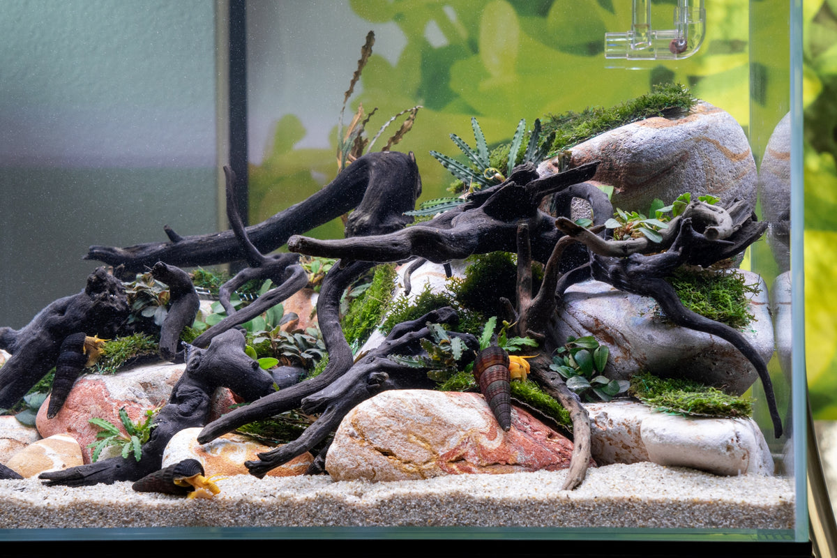 Ways to Keep a Planted Tank “Pristine” — Buce Plant