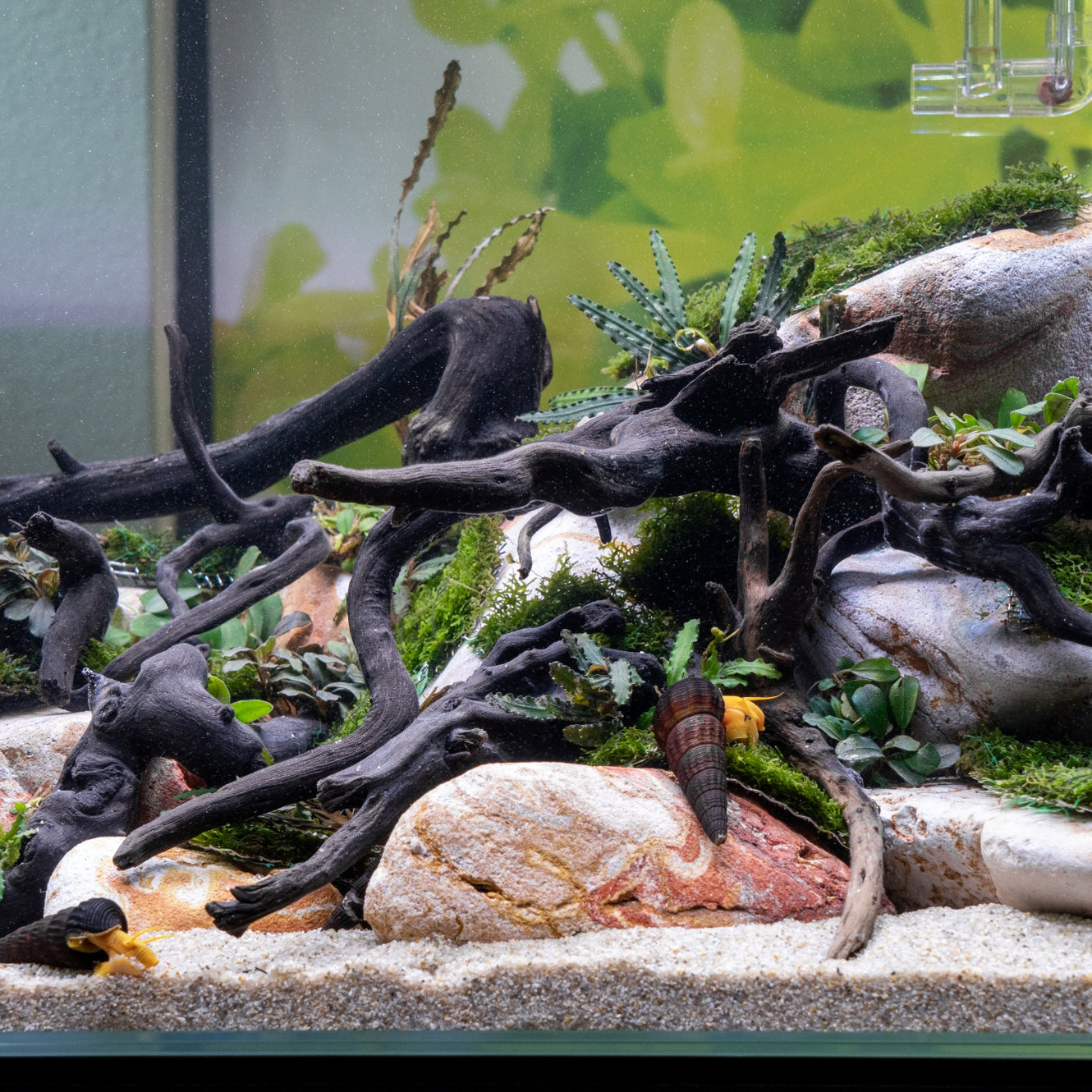 Aquascaping Guides & Planted Tank Tips - Buce Blog — Page 3 — Buce Plant