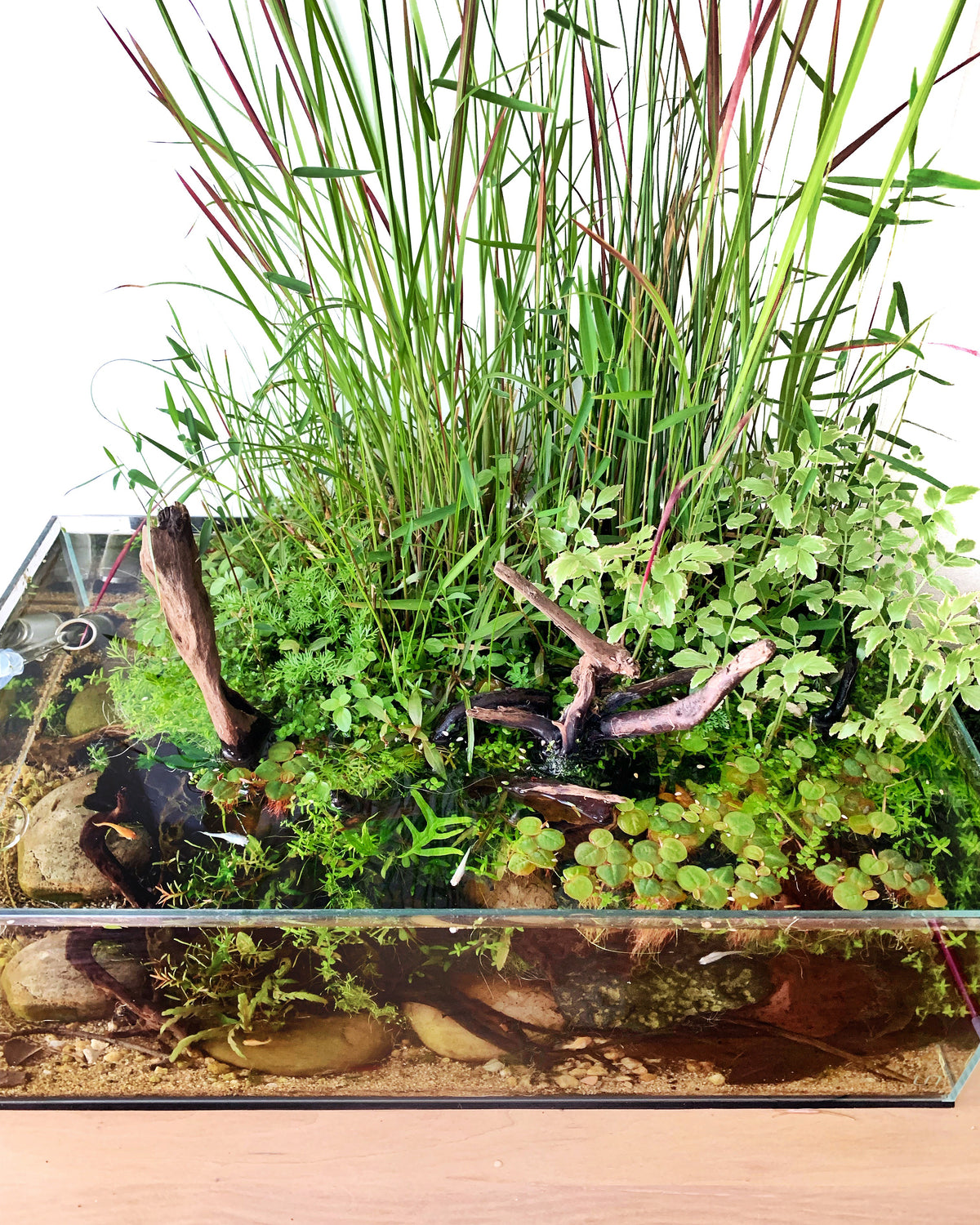 Best Plants To Grow Submerged And Emersed Buce Plant