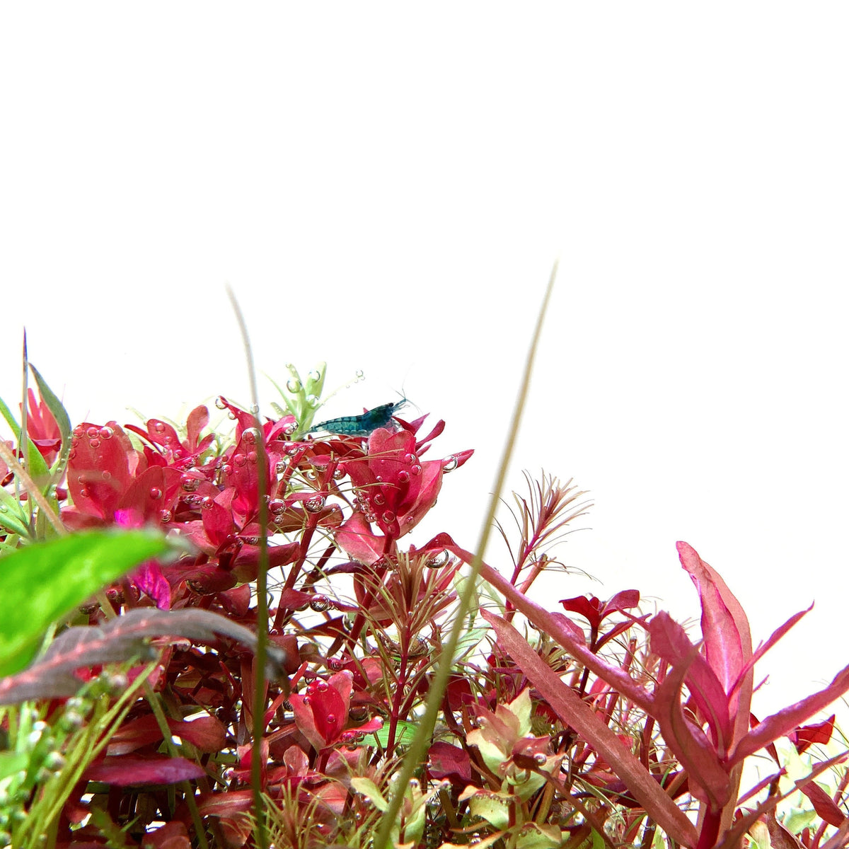 Creating a Traditional Nature Aquarium Layout — Buce Plant