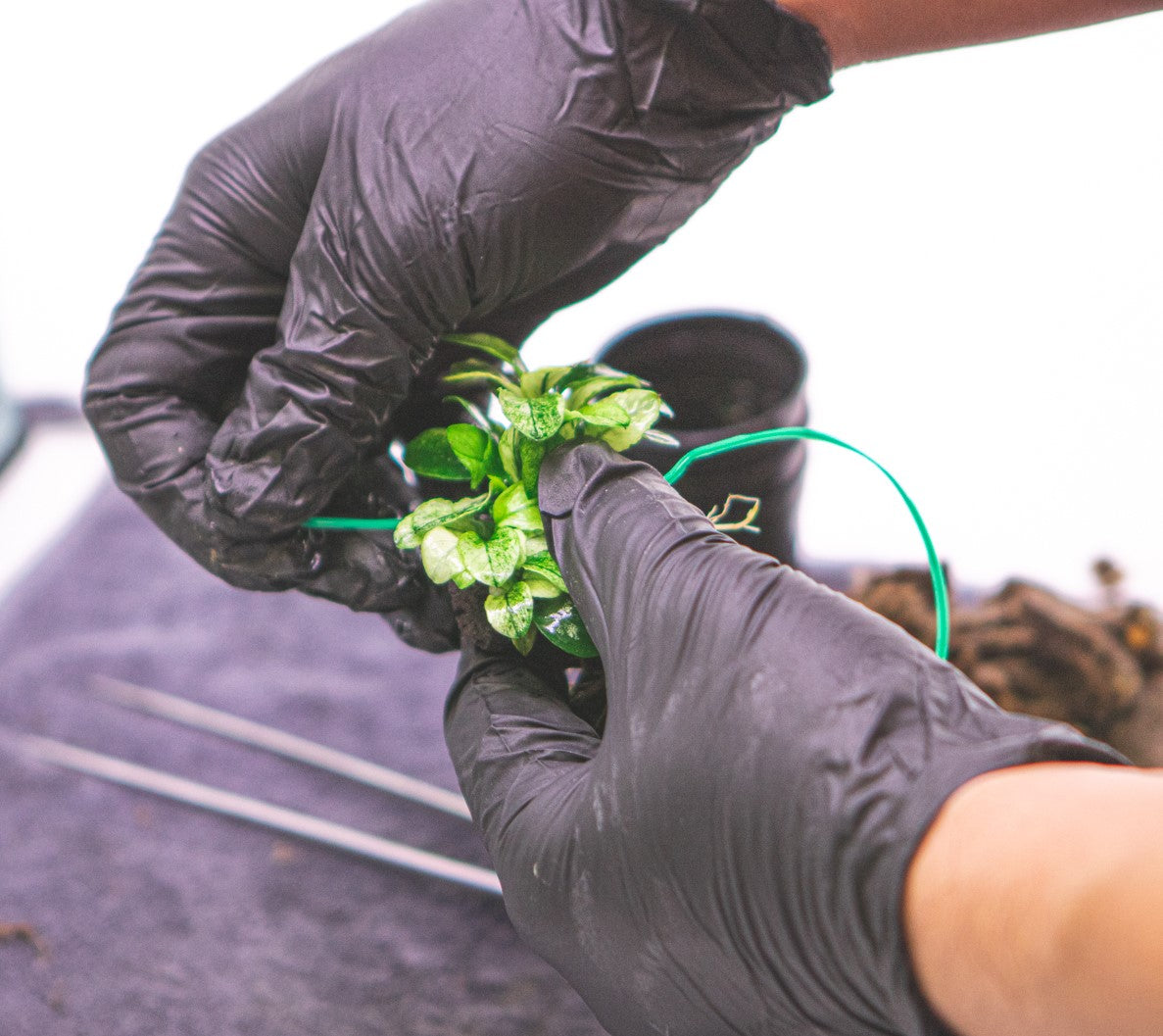 How to Plant Epiphyte Aquatic Plants — Buce Plant