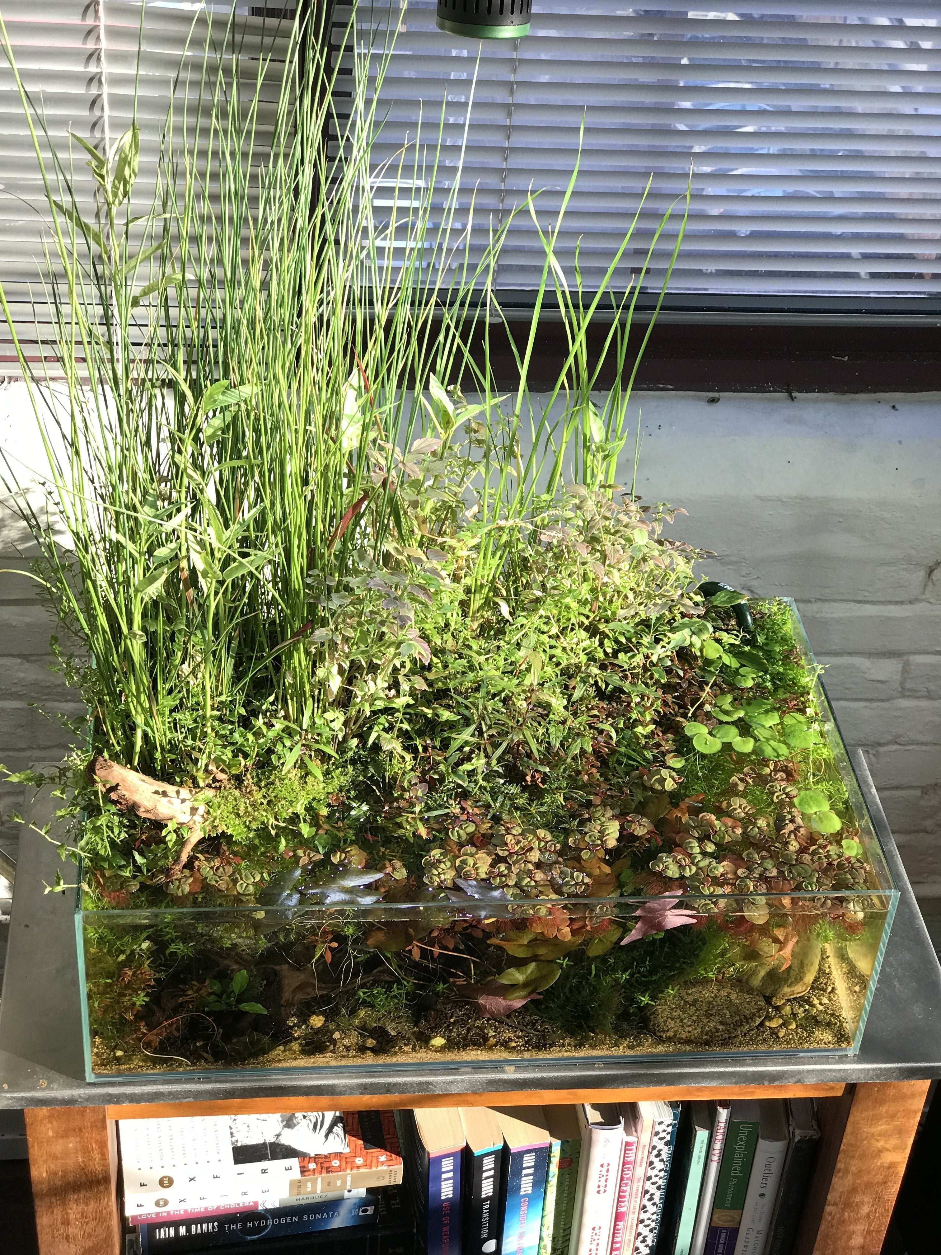 A Quick Guide to Setting Up a ‘Pond Tank’ — Buce Plant