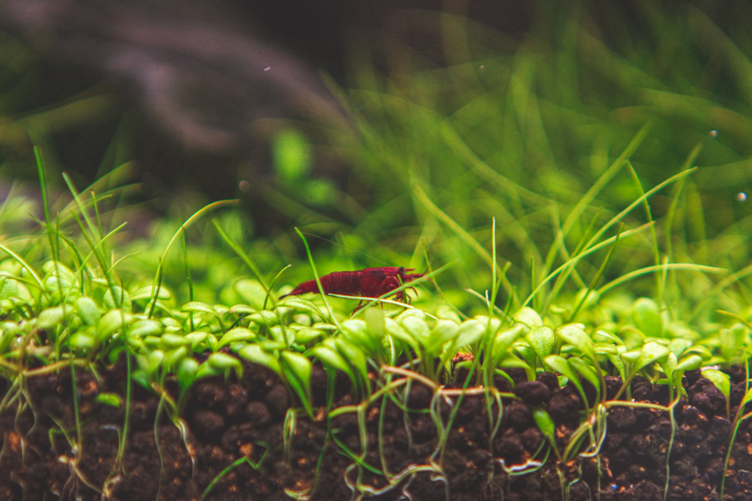 7 Easy Steps to Drip Acclimate Shrimp and Fish — Buce Plant