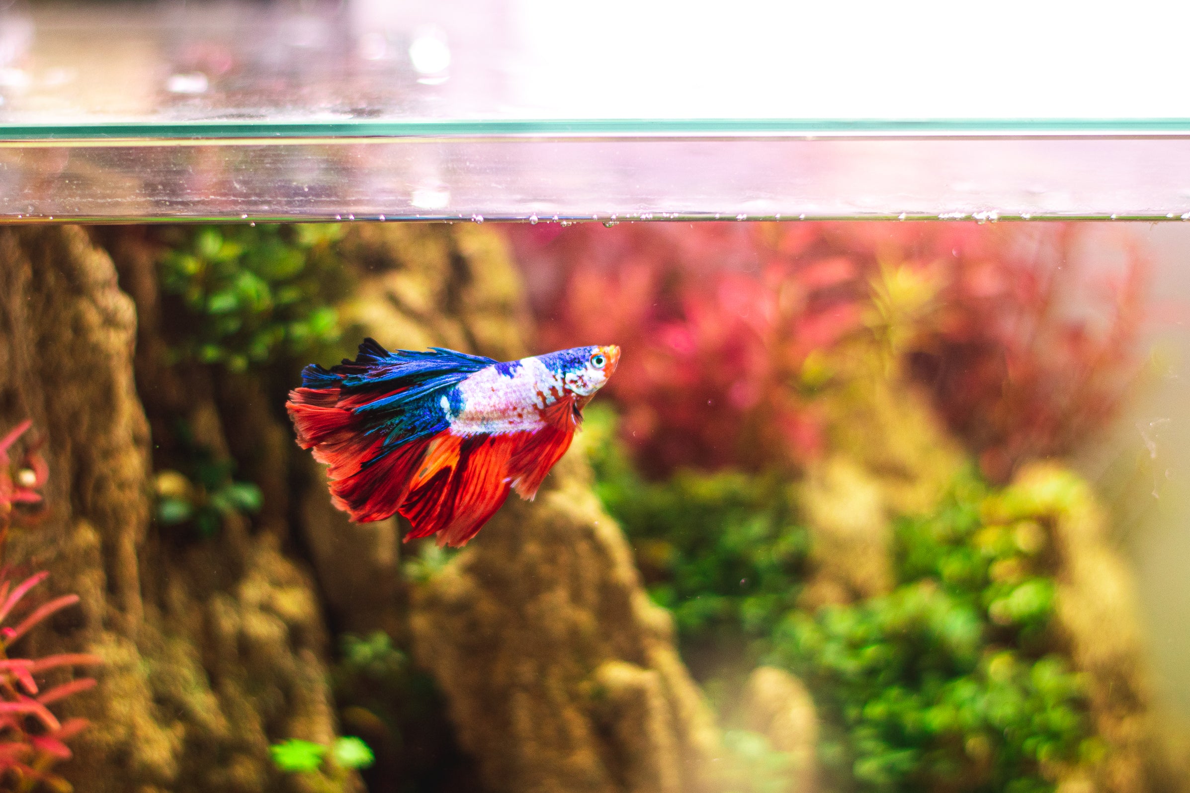 Keeping Bettas: How to Care for a Betta Fish — Buce Plant