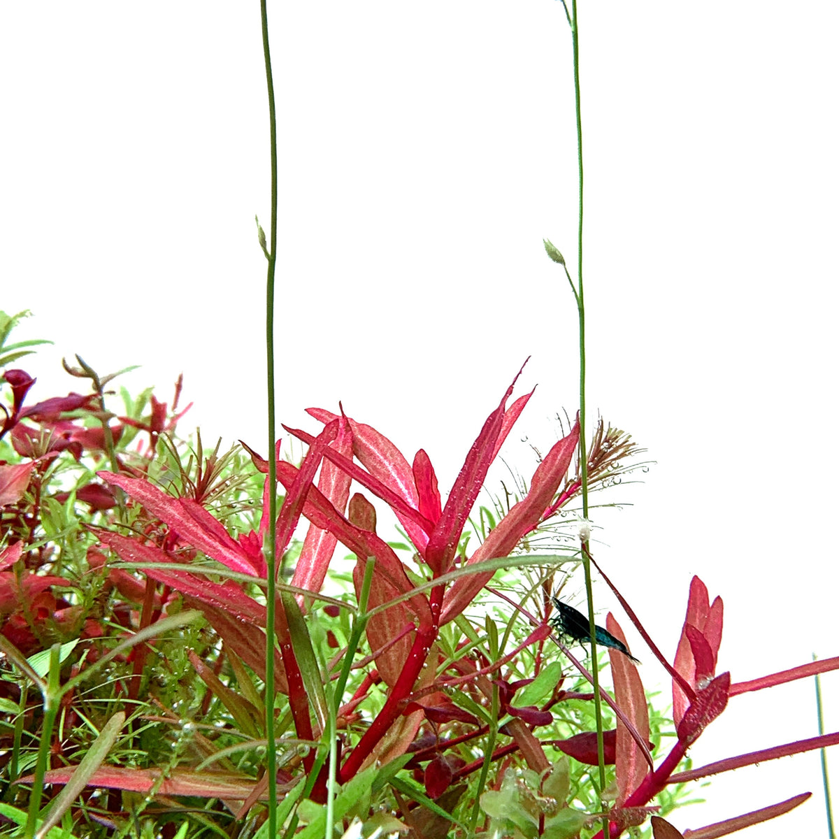 4 Tips for Achieving Red Aquarium Plants — Buce Plant