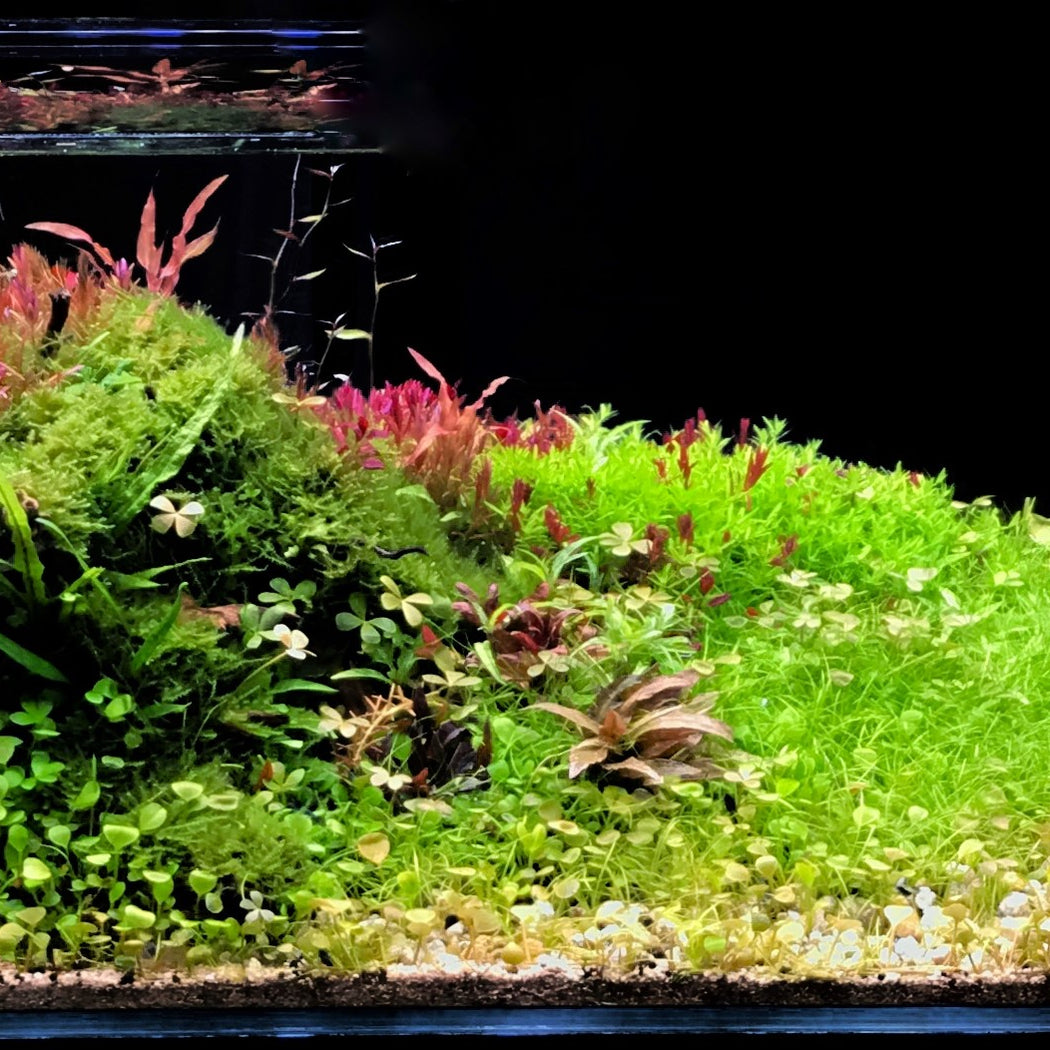 Aquascaping Guides & Planted Tank Tips - Buce Blog — Page 6 — Buce Plant