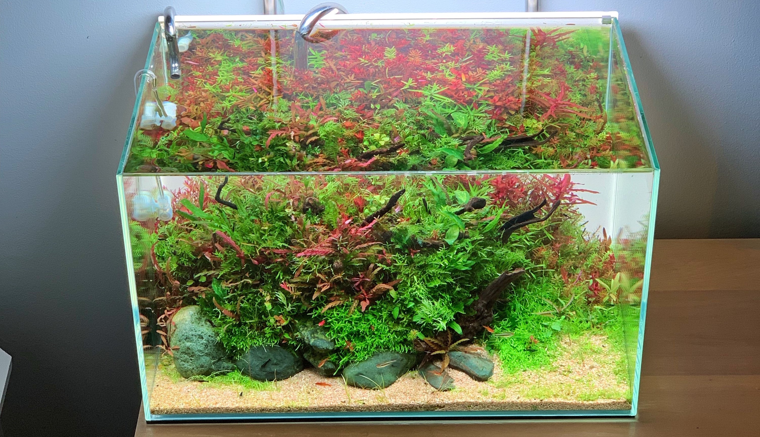 Top 5 Aquascaping Styles — Buce Plant