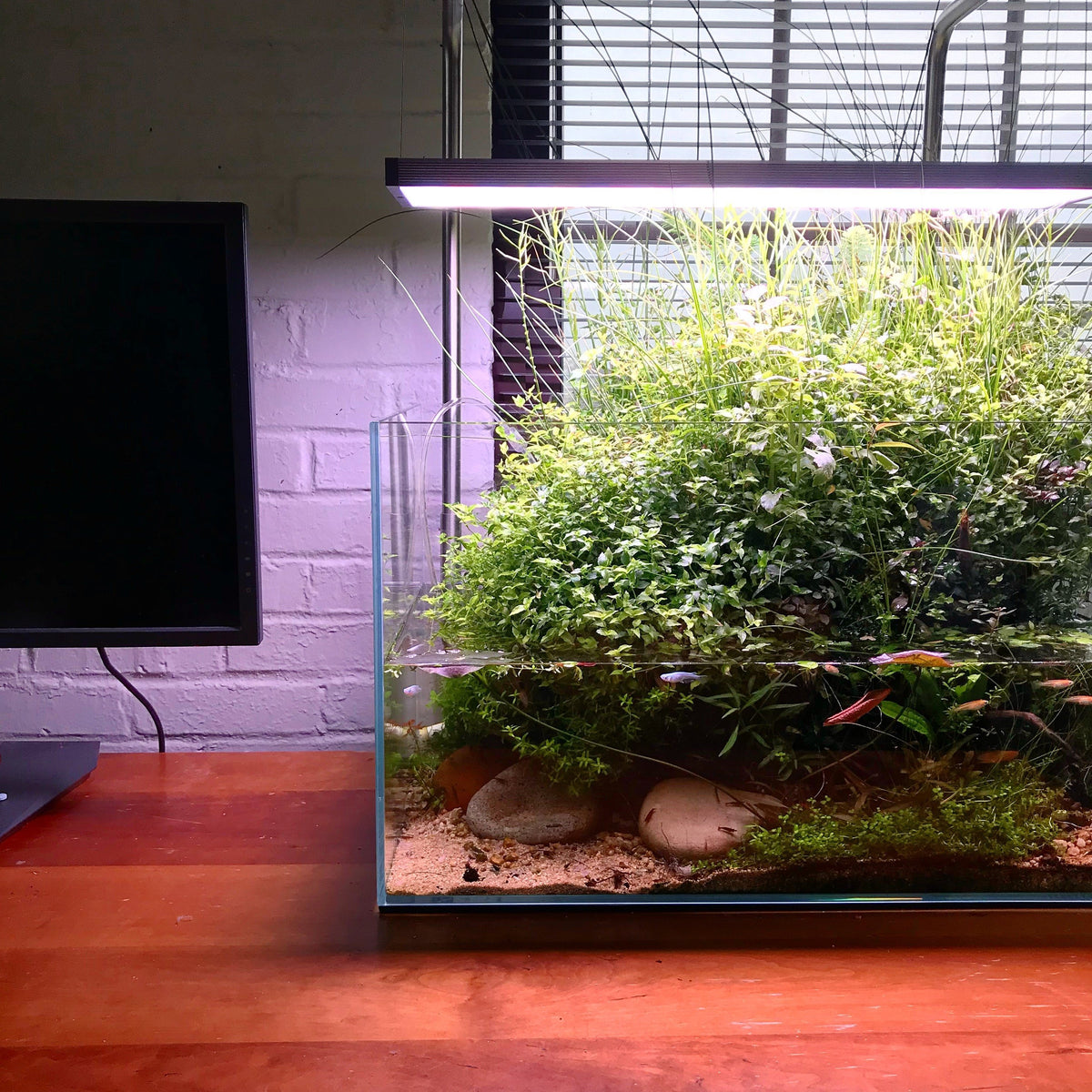 Adventures in Japanese Ricefish and the Emersed Aquarium — Buce Plant