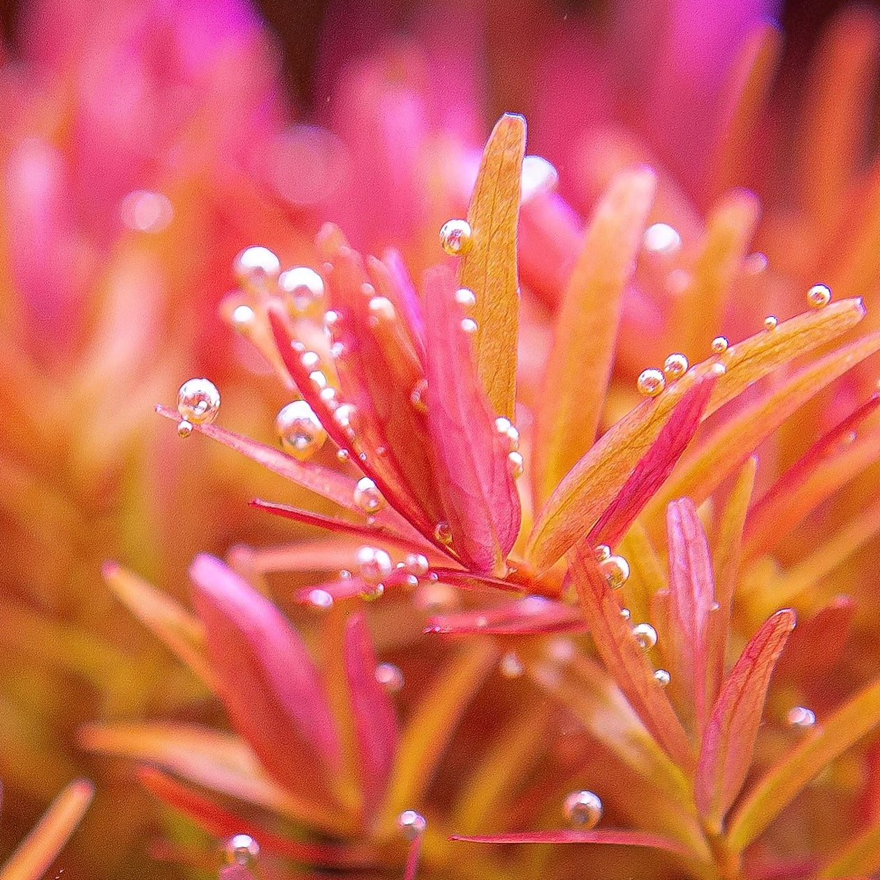 Aquascaping Guides & Planted Tank Tips - Buce Blog — Page 4 — Buce Plant