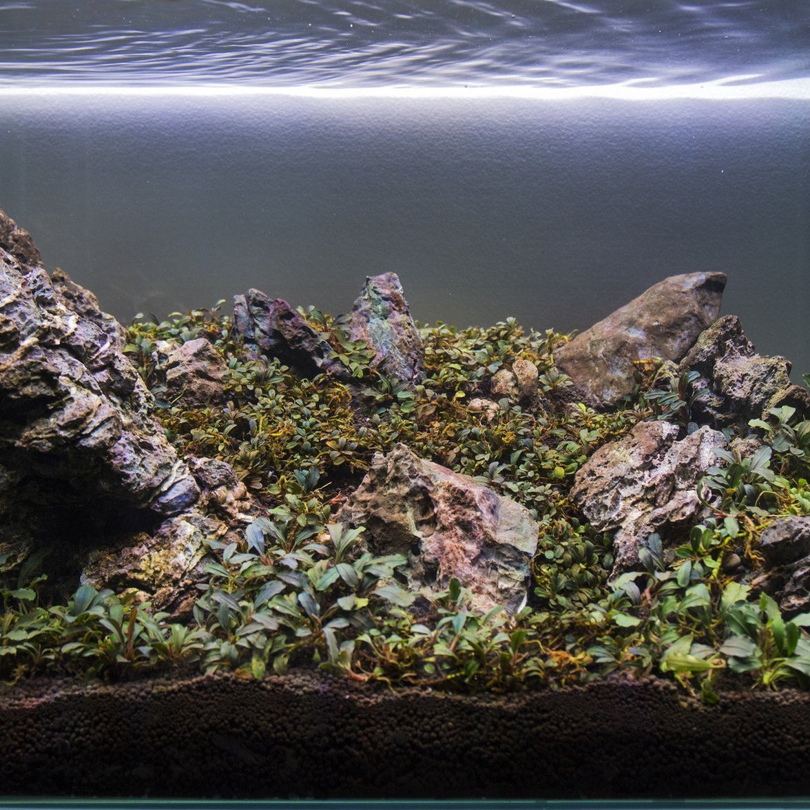 Aquascaping Guides & Planted Tank Tips - Buce Blog — Page 16 — Buce Plant