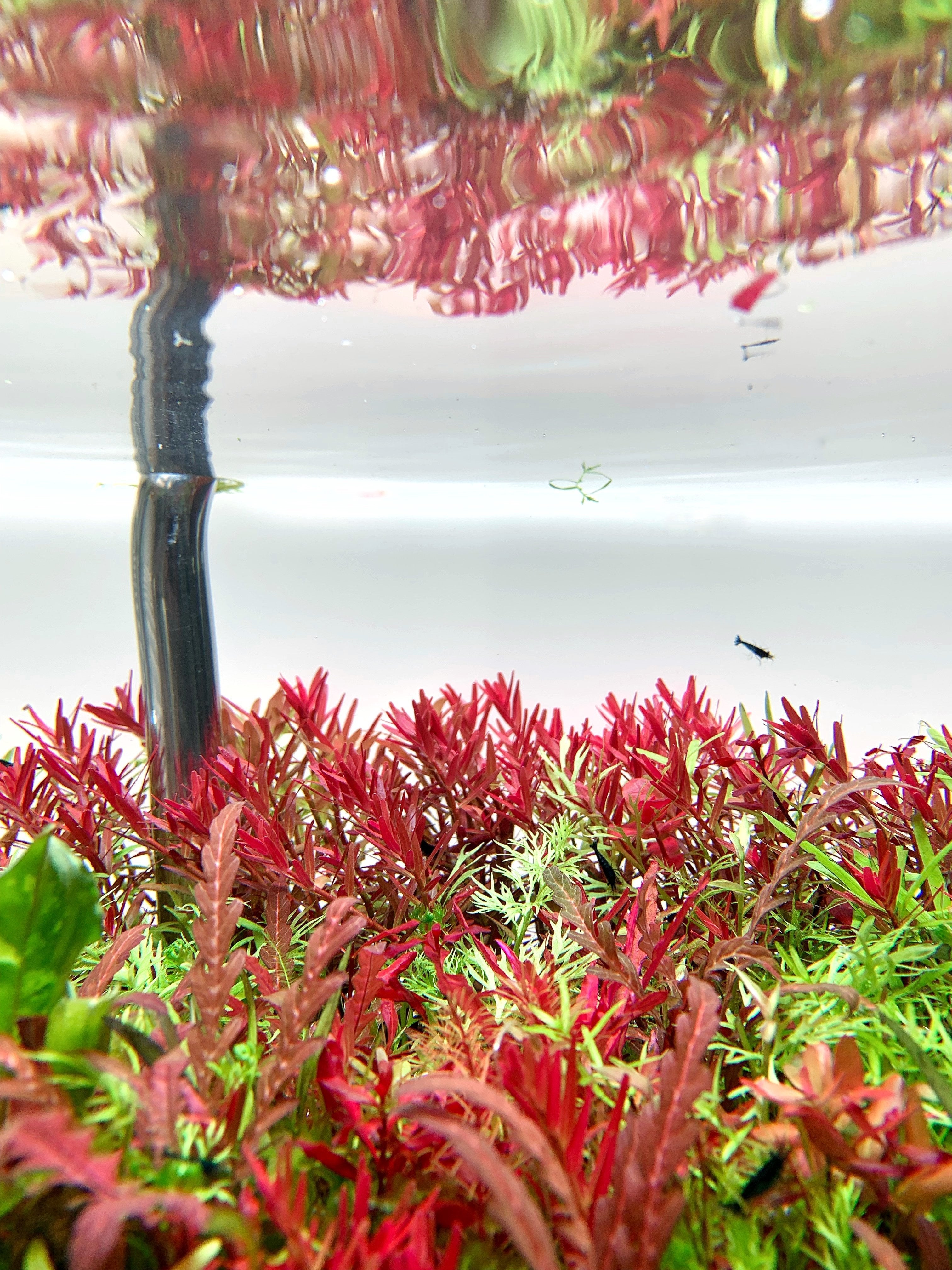 Understanding Water Parameters in your Planted Tank — Buce Plant