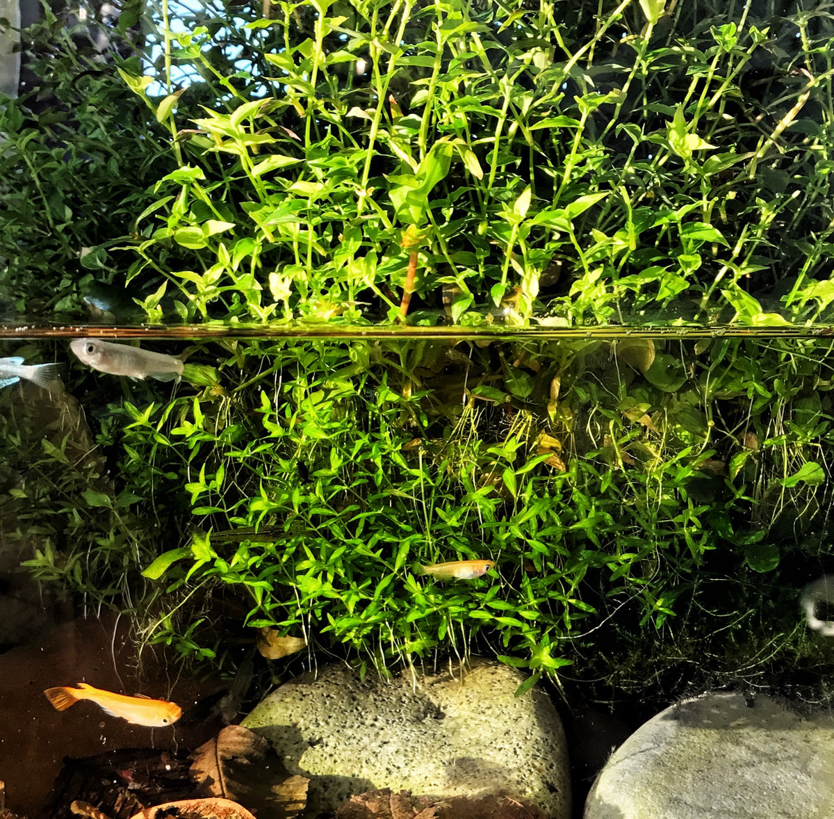 Best Plants for a Low-Tech Scape — Buce Plant