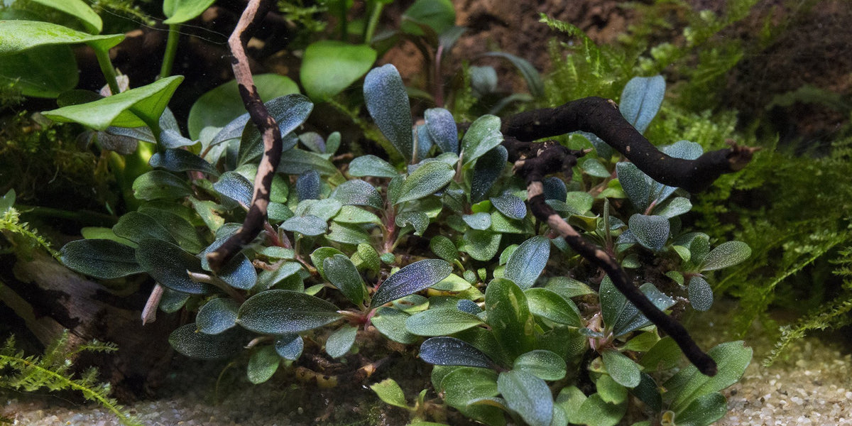 Bucephalandra Gallery :) — Buce Plant