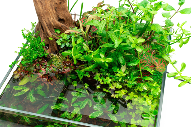 How to Create a Self-Sustaining Aquarium — Buce Plant
