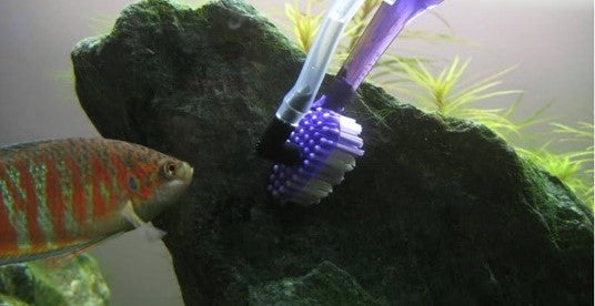 Aquascaper's Guide to an Algae-Free Tank — Buce Plant