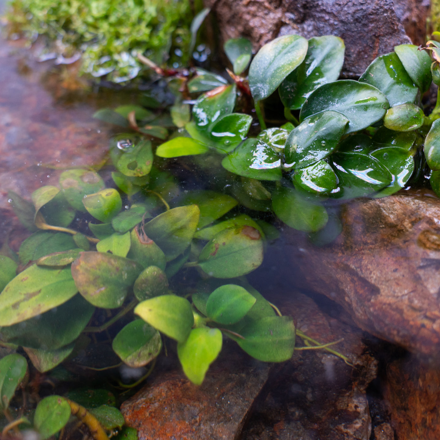 Aquascaping Guides & Planted Tank Tips - Buce Blog — Page 6 — Buce Plant