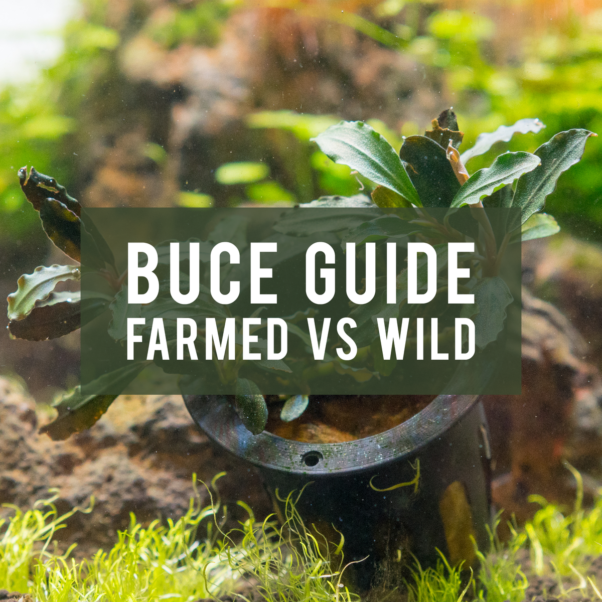 Growing our Farmed Bucephalandra Collection — Buce Plant
