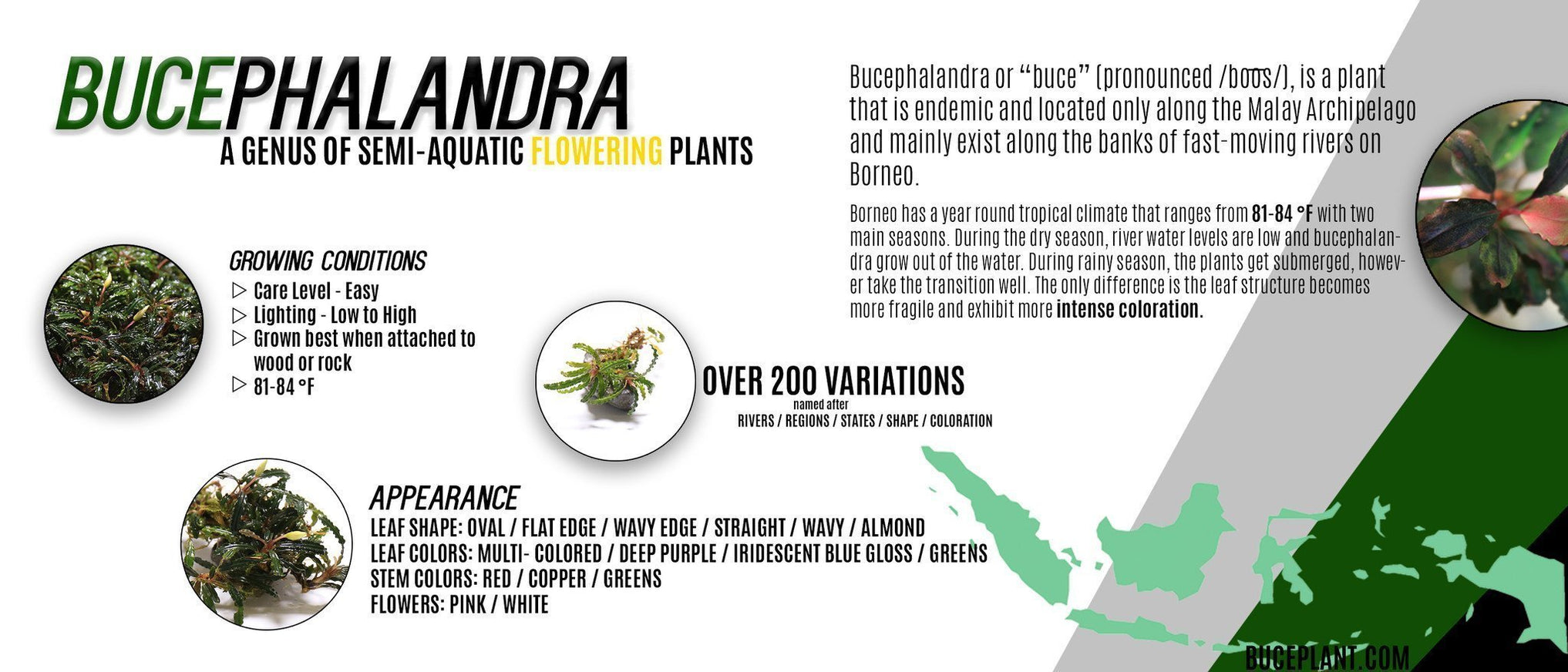 Bucephalandra Infographic — Buce Plant