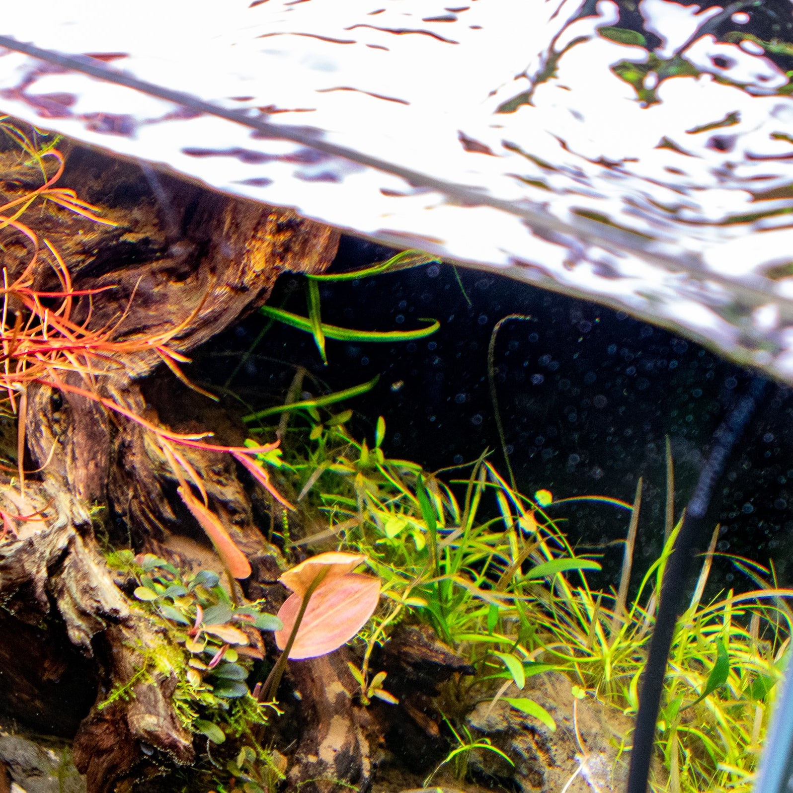 Aquascaping Guides & Planted Tank Tips - Buce Blog — Page 11 — Buce Plant
