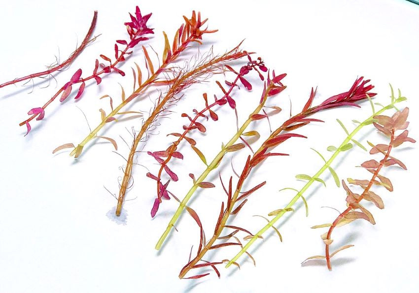 6 Top Stem Plants for Your Aquarium — Buce Plant