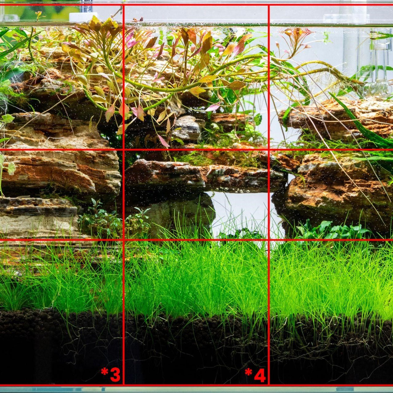 Aquascaping Guides & Planted Tank Tips - Buce Blog — Page 2 — Buce Plant