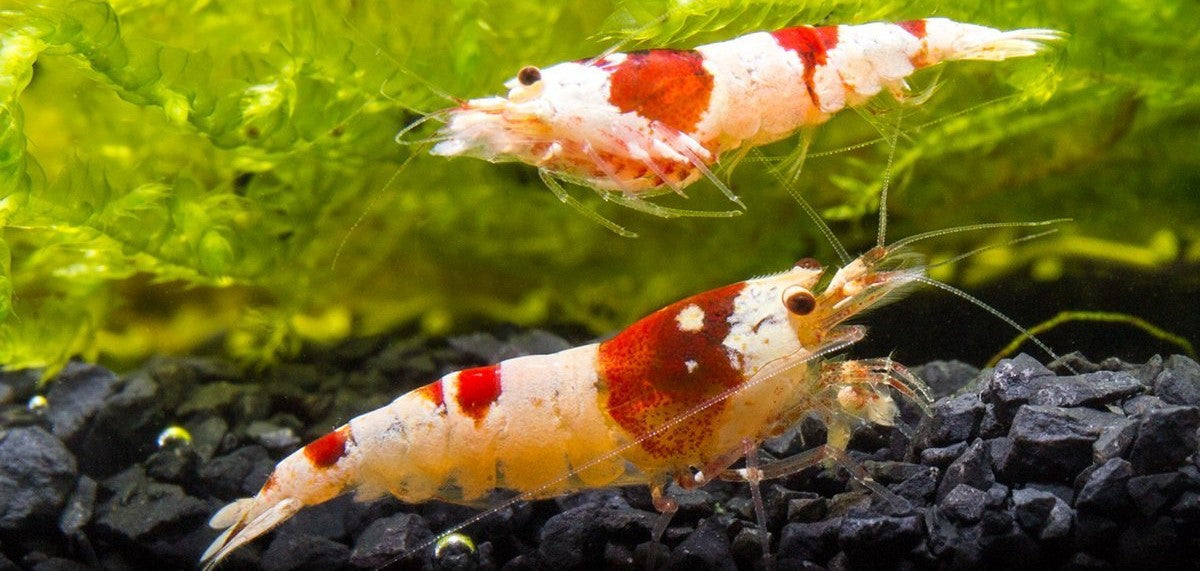 Why Are My Shrimp Dying? (A Guide to Prevent Shrimp Death) — Buce Plant
