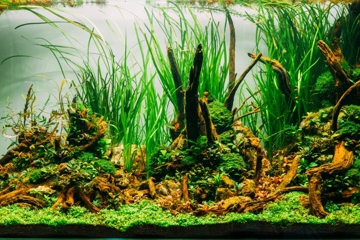 Fertilizer Available — Buce Plant