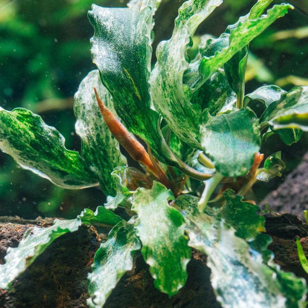 Freshwater Aquarium Plants | Live Plants Shipped to Your Door! — Buce Plant