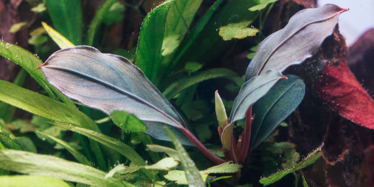 Best Sellers — Buce Plant