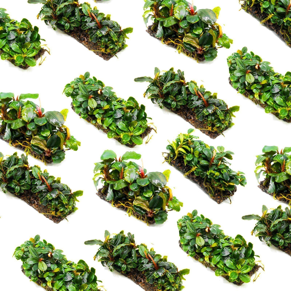 Bucephalandra Available — Buce Plant