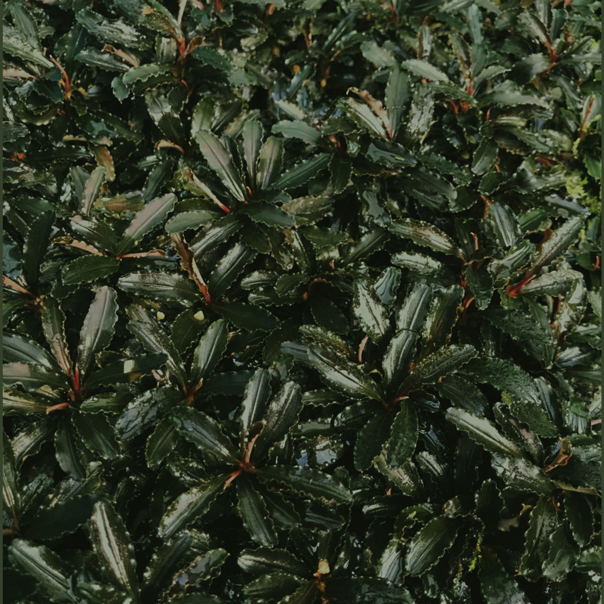 Farmed Bucephalandra Aquarium Plants At Buce Plant