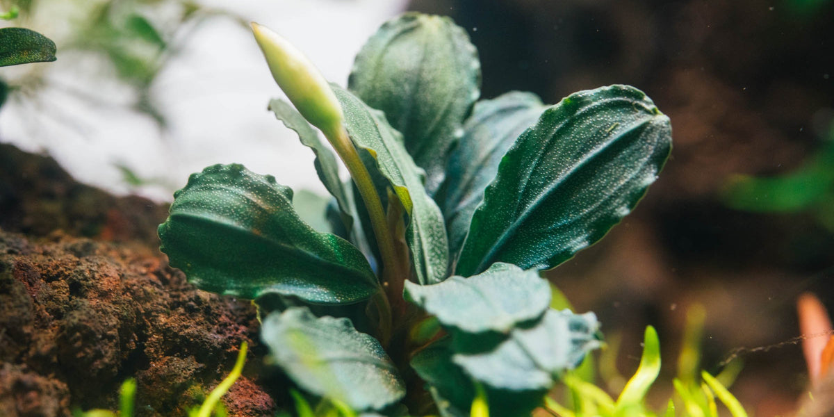 Aquarium Plant Decor Available — Buce Plant