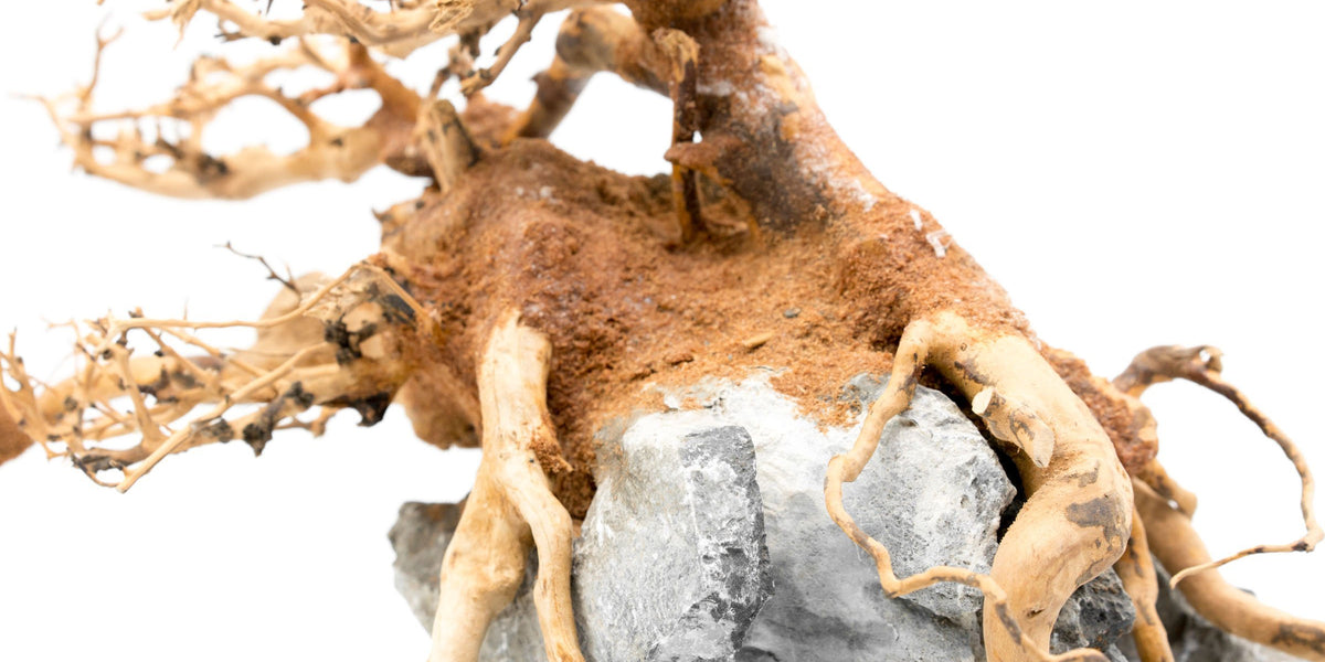 Driftwood Aquarium Hardscape — Buce Plant